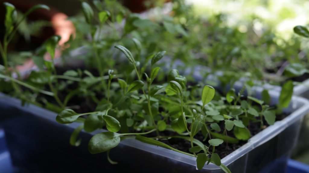 About – The Growing Concern